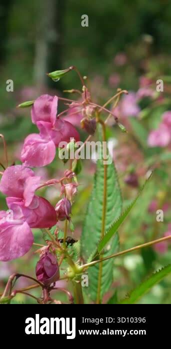 Himalayan balsam pink flowers Stock Videos & Footage - HD and 4K Video ...