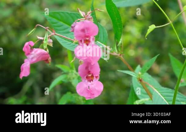 Wild Pink Himalayan Balsam Blossoms, Nature Botanical Background Stock ...