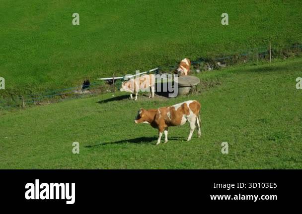 Happy Brown Cows Enjoying the Warm Sunlight on a Peaceful Summer Meadow ...