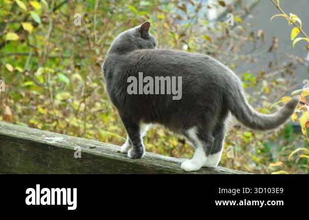 Gray Beautiful Autumn Cat Standing On Wooden Fence And Looking Around ...