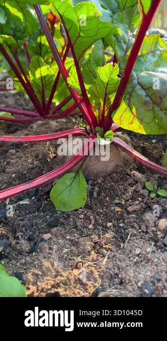 Fresh beetroot growing in organic garden soil with vibrant red stems ...