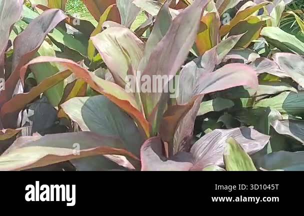 Hawaiian ti plant Stock Videos & Footage - HD and 4K Video Clips - Alamy