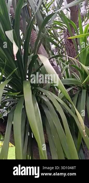 Close up of foliage Pandanus amaryllifolius tree commonly known as ...