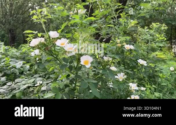 Blooming dog rose bush with white flowers in sunny morning Stock Video ...