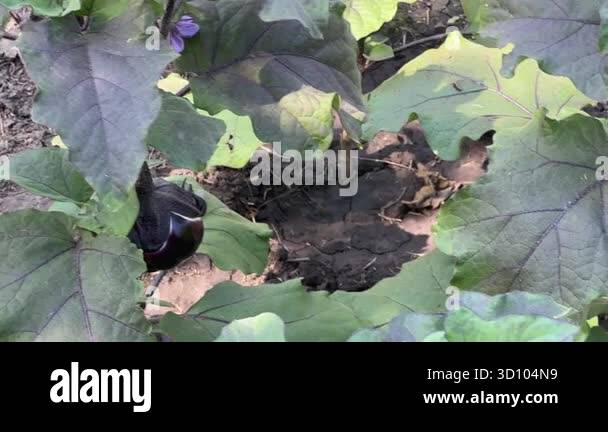 Stems of blooming eggplant with fruit on field, bottom view Stock Video ...