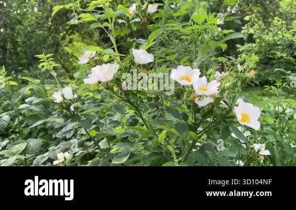 Blooming dog rose bush with white flowers in sunny morning Stock Video ...