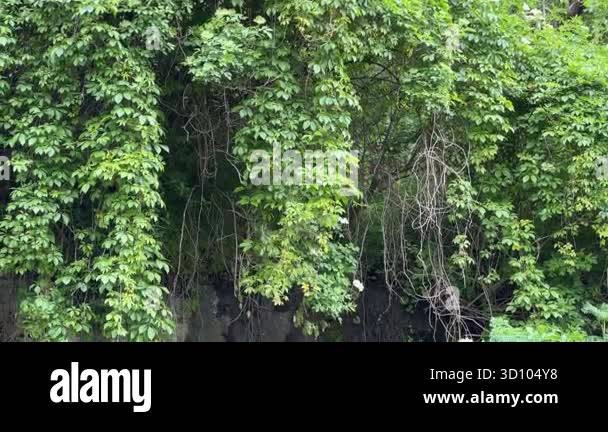 Small drip waterfall from stone wall with hanging climbing plants Stock ...