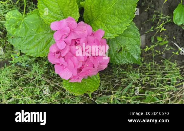 Young bush of pink bigleaf hydrangea, top view Stock Video Footage - Alamy