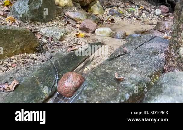 Clear spring water flowing between mossy stones in a natural forest ...