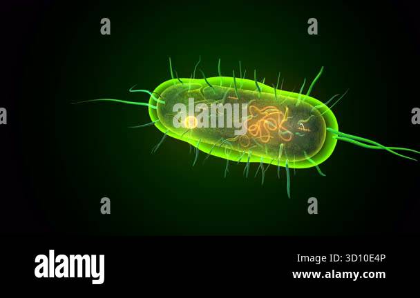 Human bacteria anatomy. 3d illustrations Stock Video Footage - Alamy