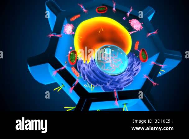 Plant cell structure anatomy. 3d illustrations Stock Video Footage - Alamy