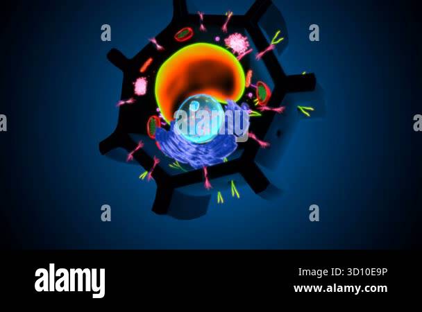Plant cell structure anatomy. 3d illustrations Stock Video Footage - Alamy