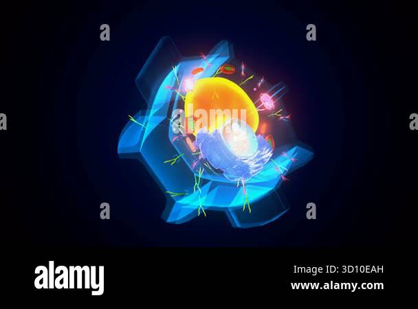 Plant cell structure anatomy. 3d illustrations Stock Video Footage - Alamy