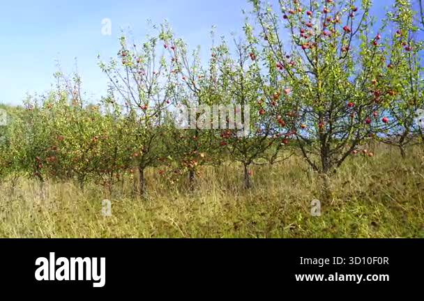 Organic apple plantation with scattered trees bearing red fruits in ...