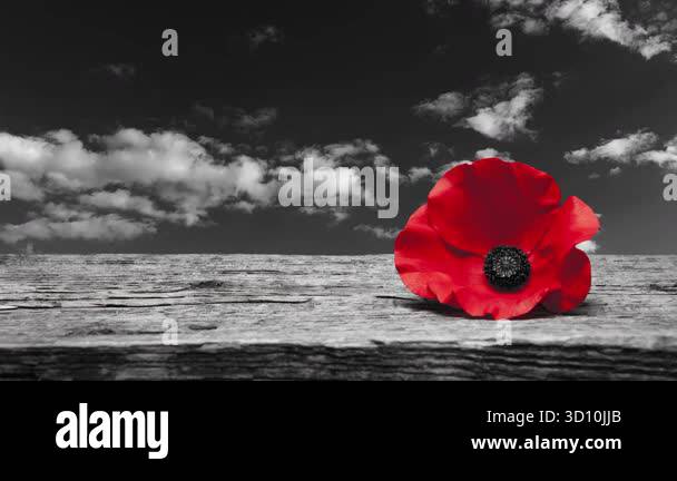 Poppy pin for Remembrance Day. Poppy flower on old beautiful high grain ...