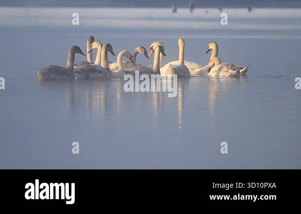 swans in the middle of a frozen river break the ice with their ...