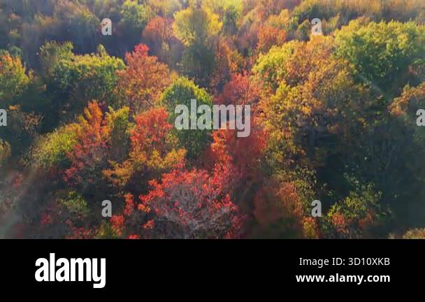 Aerial view of autumn forest with colorful foliage and moving shadows ...
