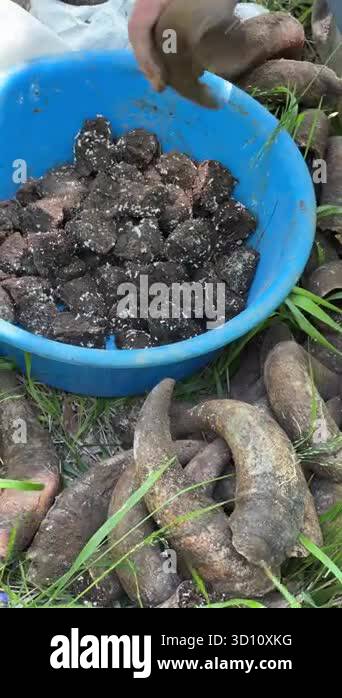 Close-up top view of a person hand cleaning cow horns from soil and ...