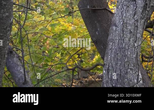 Rustling leaves swirl in a yellowing forest thicket as wind moves ...