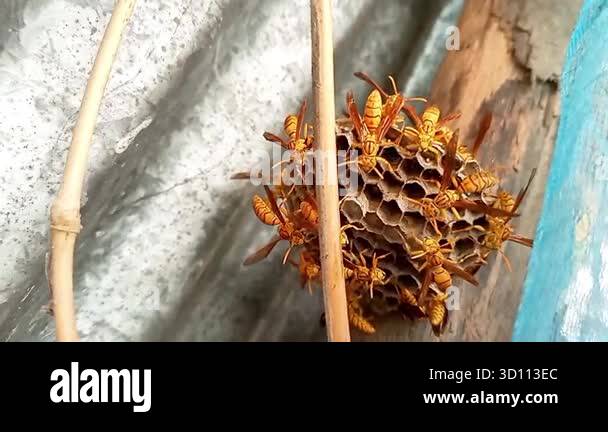Paper wasp polistes spp Stock Videos & Footage - HD and 4K Video Clips ...