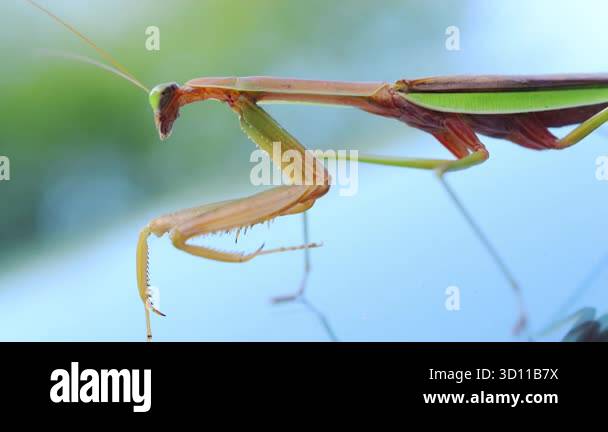 Closeup view of a praying mantis standing and swaying on the blurred ...