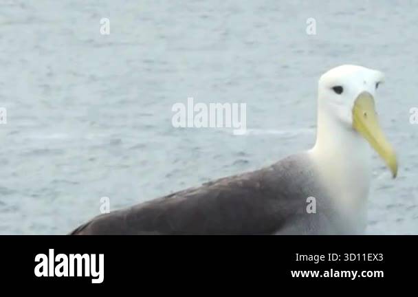 Waved Albatross Portrait with Yellow Bill by Ocean Stock Video Footage ...
