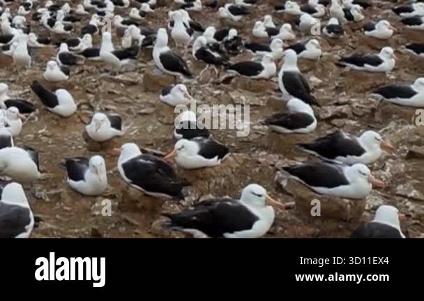 Albatross Colony Nesting on Rocky Ground Wide View Stock Video Footage ...