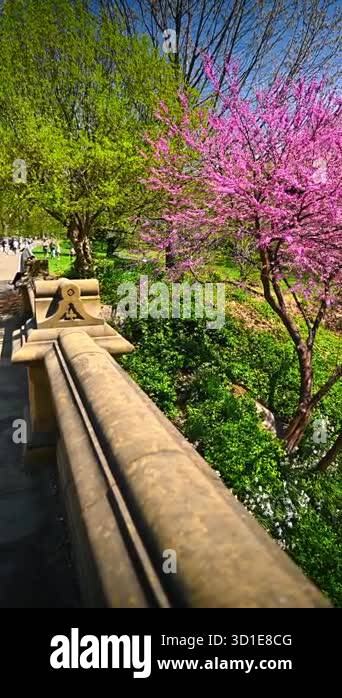 Blooming pink tree branches in Central Park.. Close-up of vibrant pink ...
