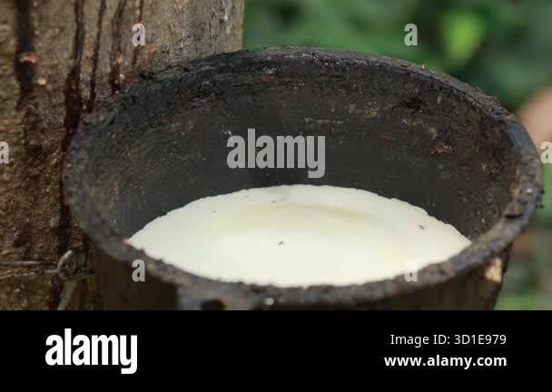 Close-up of latex dripping from a rubber tree into a collection cup ...