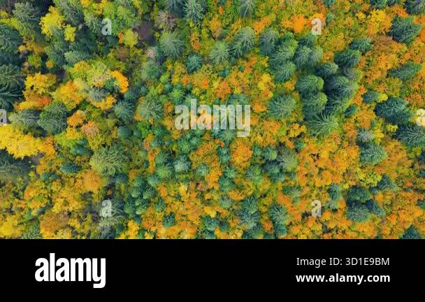 Overhead view mixed forest trees Stock Videos & Footage - HD and 4K ...