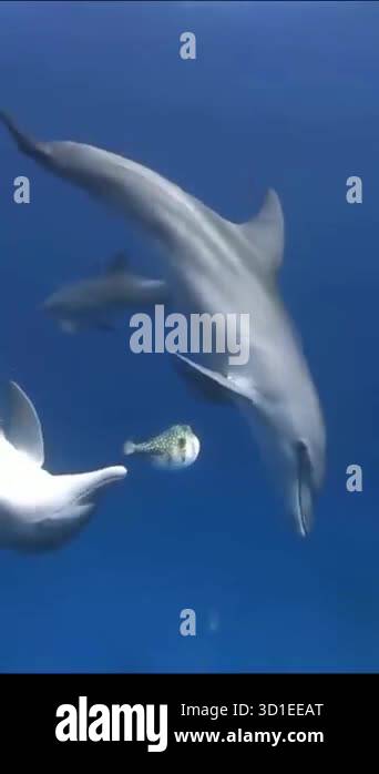 dolphins are playing with pufferfish in the sea Stock Video Footage - Alamy