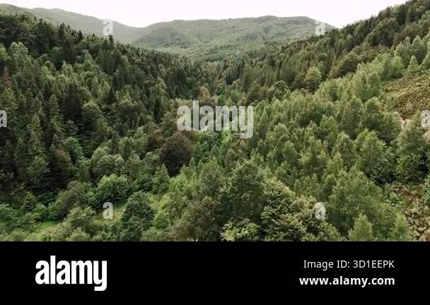 Vast deep green forest valley in the Carpathian mountains under an ...