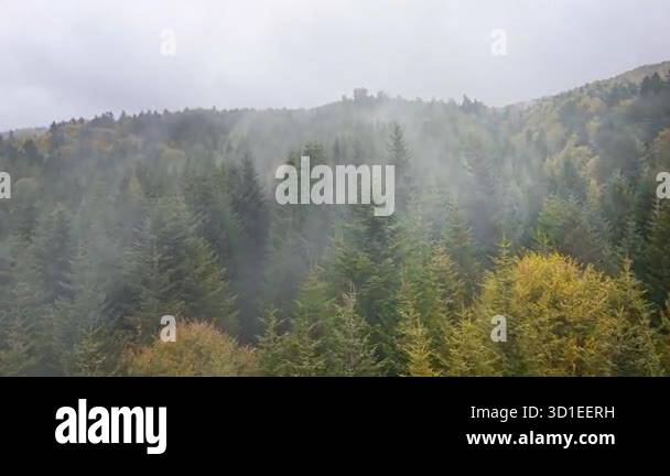 A high-angle drone shot showing a dense forest on a hazy day with a mix ...