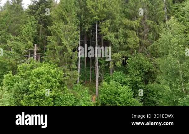 Vertical shot of deep coniferous forest with tall, slender trees and ...