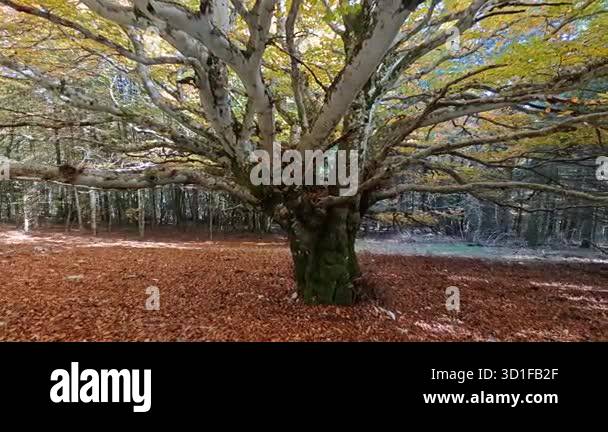 The yellow beech trees with fallen leaf. Autumn time in Umbria mountain ...