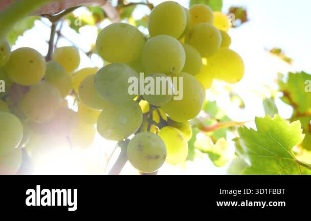 Ripe white grapes hanging on vines in the sunny vineyard. Concept of ...