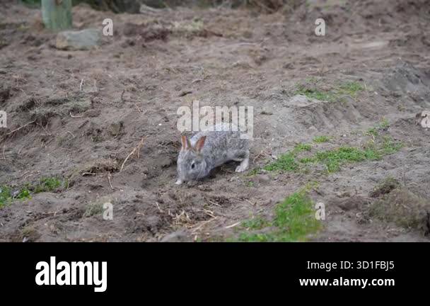 Small wild gray rabbit foraging for food on dry, disturbed dirt and ...