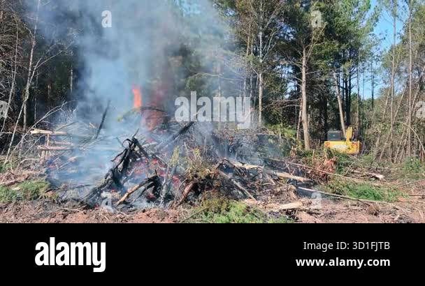 Heavy machinery assists in clearing forest area while controlled fire ...