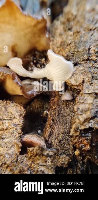 Tree fungus on tropical Stock Videos & Footage - HD and 4K Video Clips ...