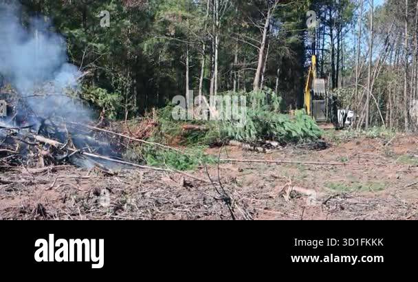 Burning timber smoke rises from forested area where trees are being ...