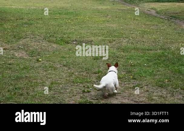 Jack Russell Terrier runs joyfully across a grassy field chasing a ball ...
