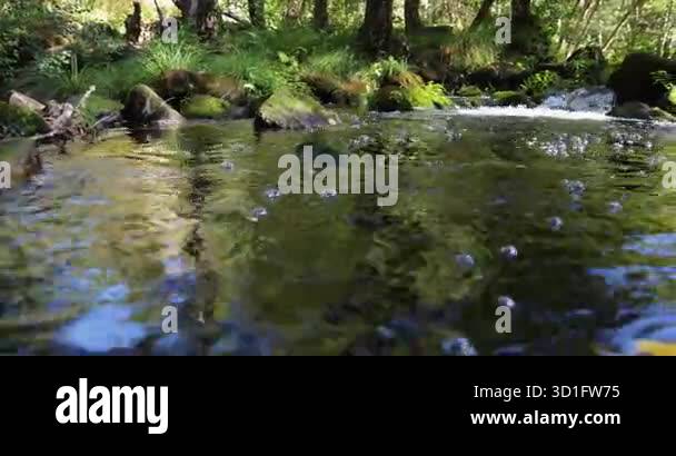 A stream of water with bubbles floating on top. The water is clear and ...
