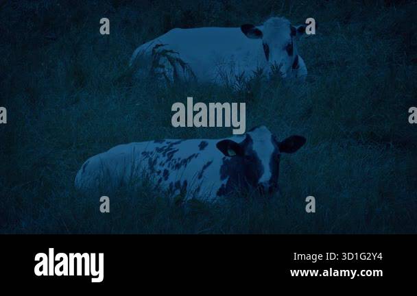 Cows Chewing Grass In The Field At Dusk Stock Video Footage - Alamy