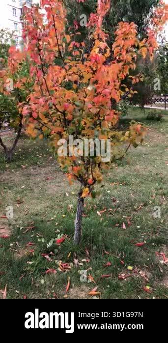 Small deciduous tree with vibrant orange and red autumn leaves ...