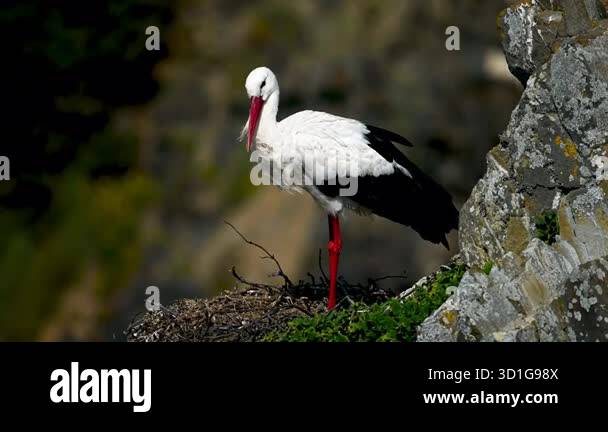 White stork standing on a nest built on the edge of a cliff by the sea ...