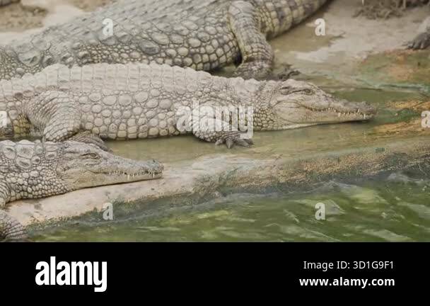 Large group crocodiles sunbathing Stock Videos & Footage - HD and 4K ...