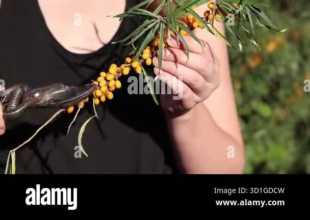 Trimming excess leaves from a cut sea buckthorn branch. Sea buckthorn ...