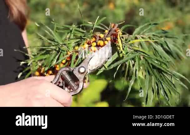 Trimming excess leaves from a cut sea buckthorn branch. Sea buckthorn ...