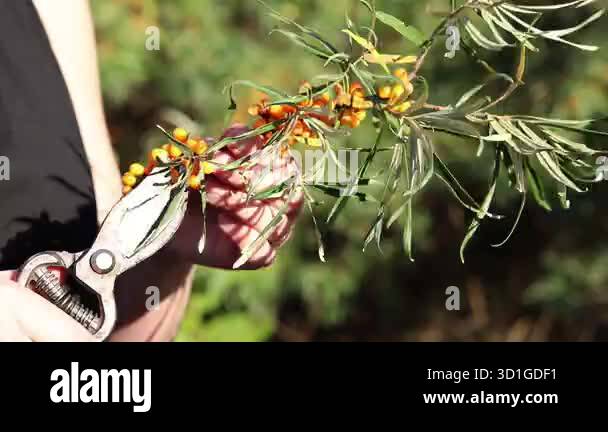 Trimming excess leaves from a cut sea buckthorn branch. Sea buckthorn ...