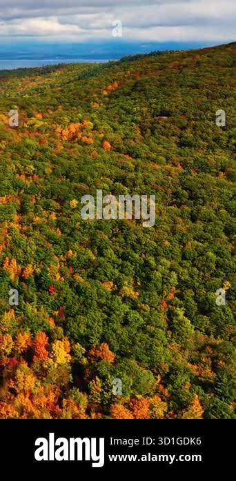 Expansive forest with mixed foliage stretching across hills and valleys ...